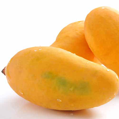 Sindhri Mangoes (Box) - Giftfly